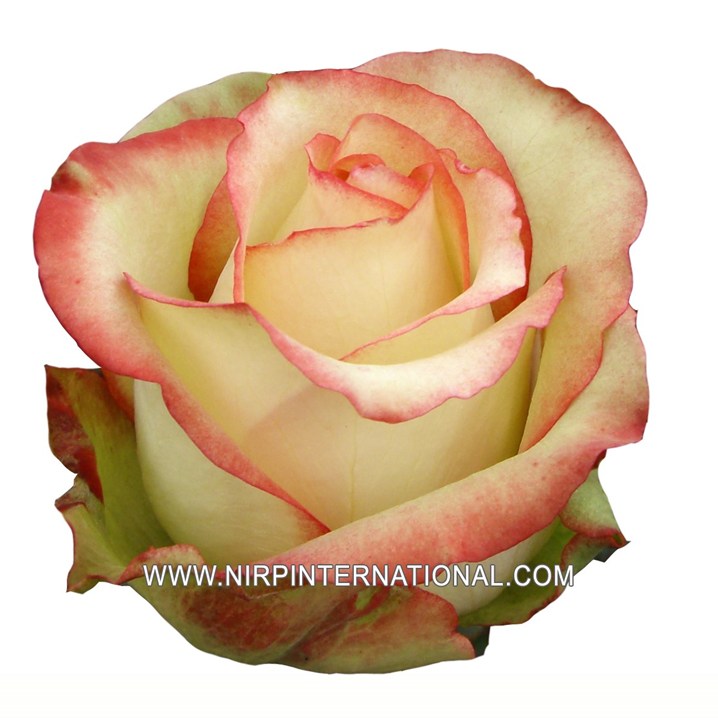 NIRP - assortment of our cut rose varieties