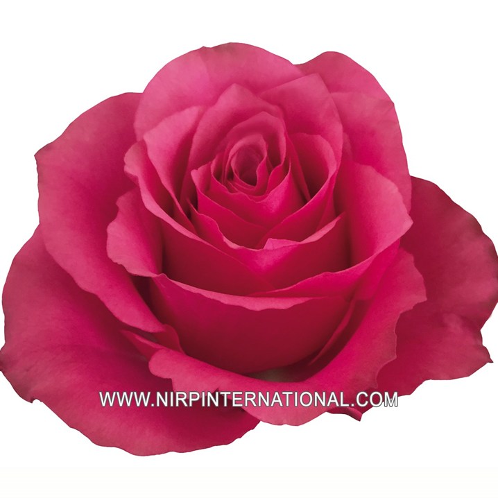 NIRP - assortment of our cut rose varieties