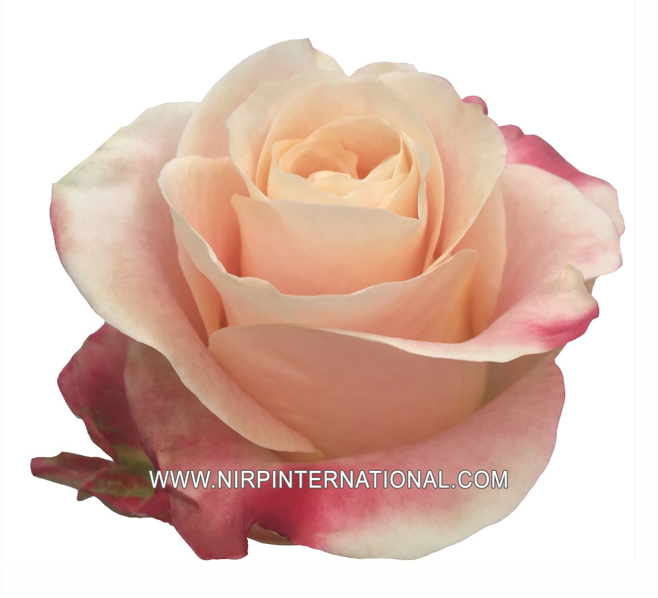 GUAVA® - Nirp