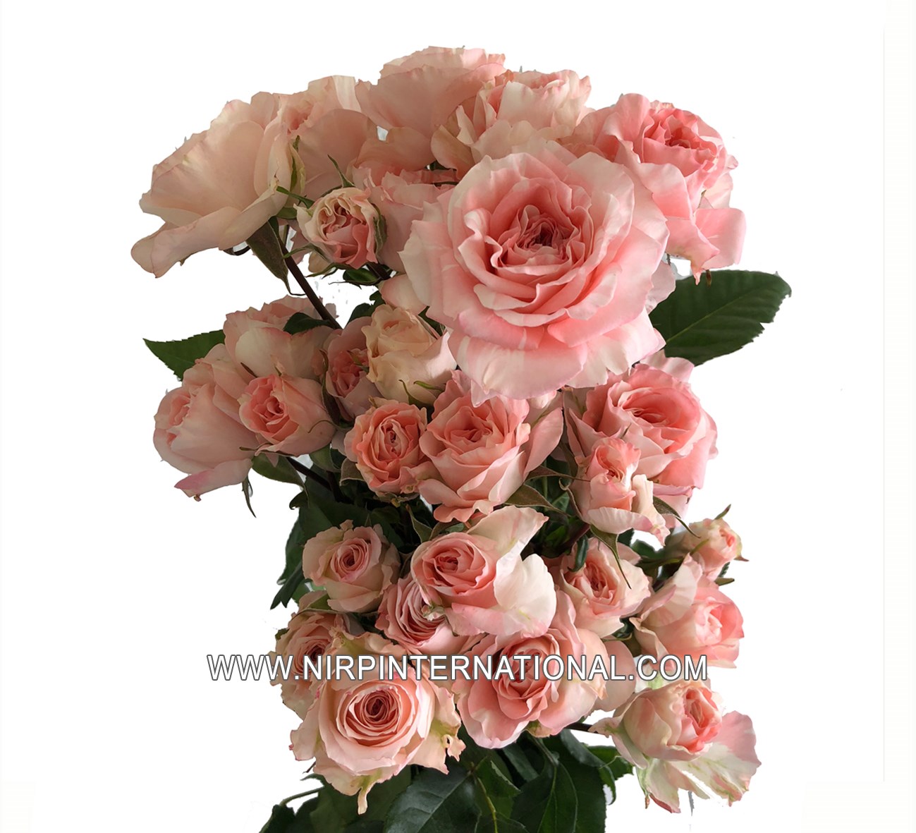 LADY ROSEVER® - Nirp