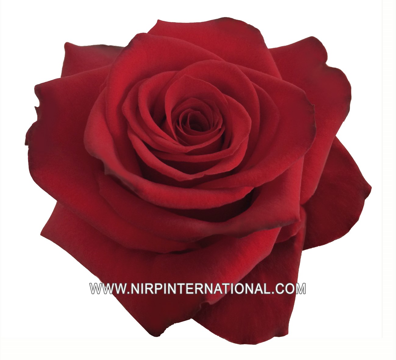 MASTERPIECE® - Nirp