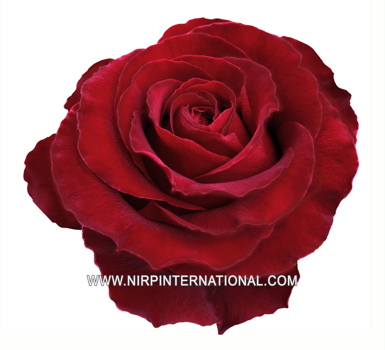 RED CENTURY® - Nirp