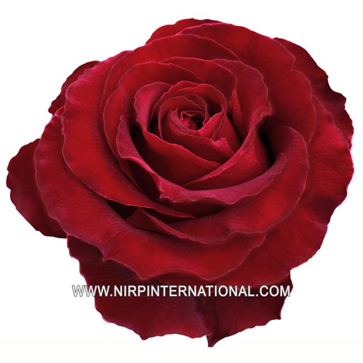 RED CENTURY® - Nirp