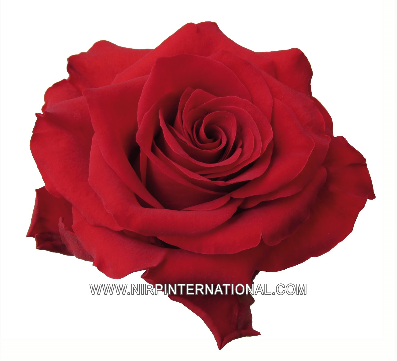 RED PEARL® - Nirp