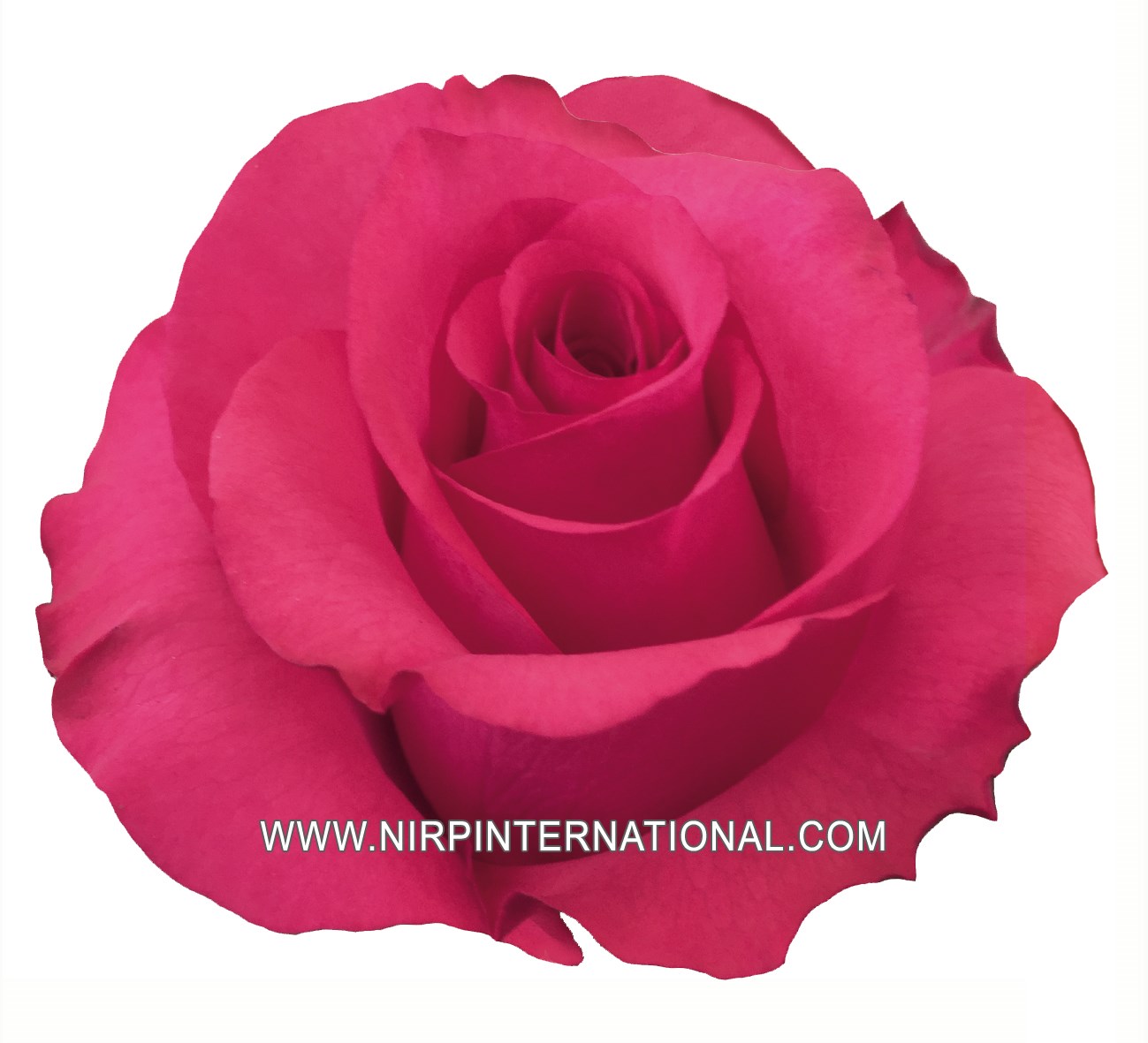 ROYAL MANIA® - Nirp