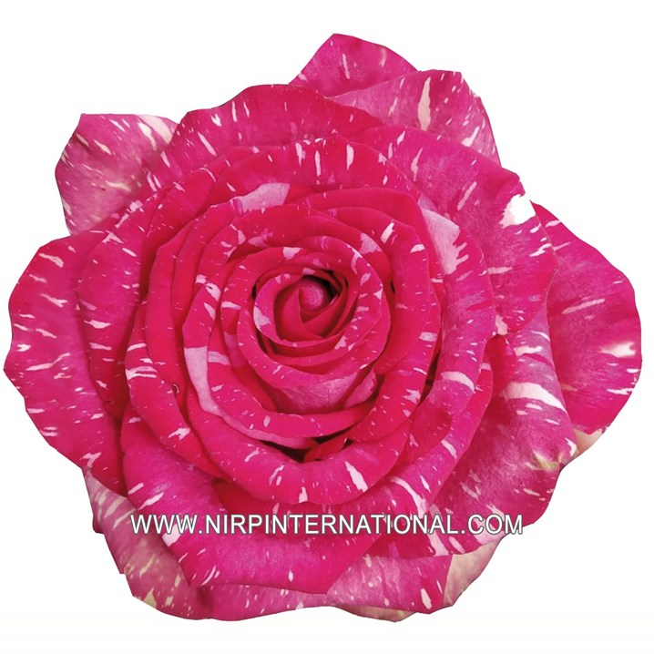 NIRP - assortment of our cut rose varieties
