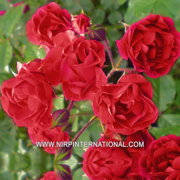 NIRP - assortment of our garden rose varieties
