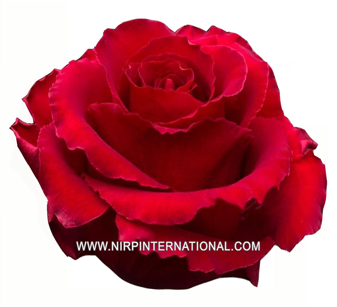 INDEPENDENCE® - Nirp