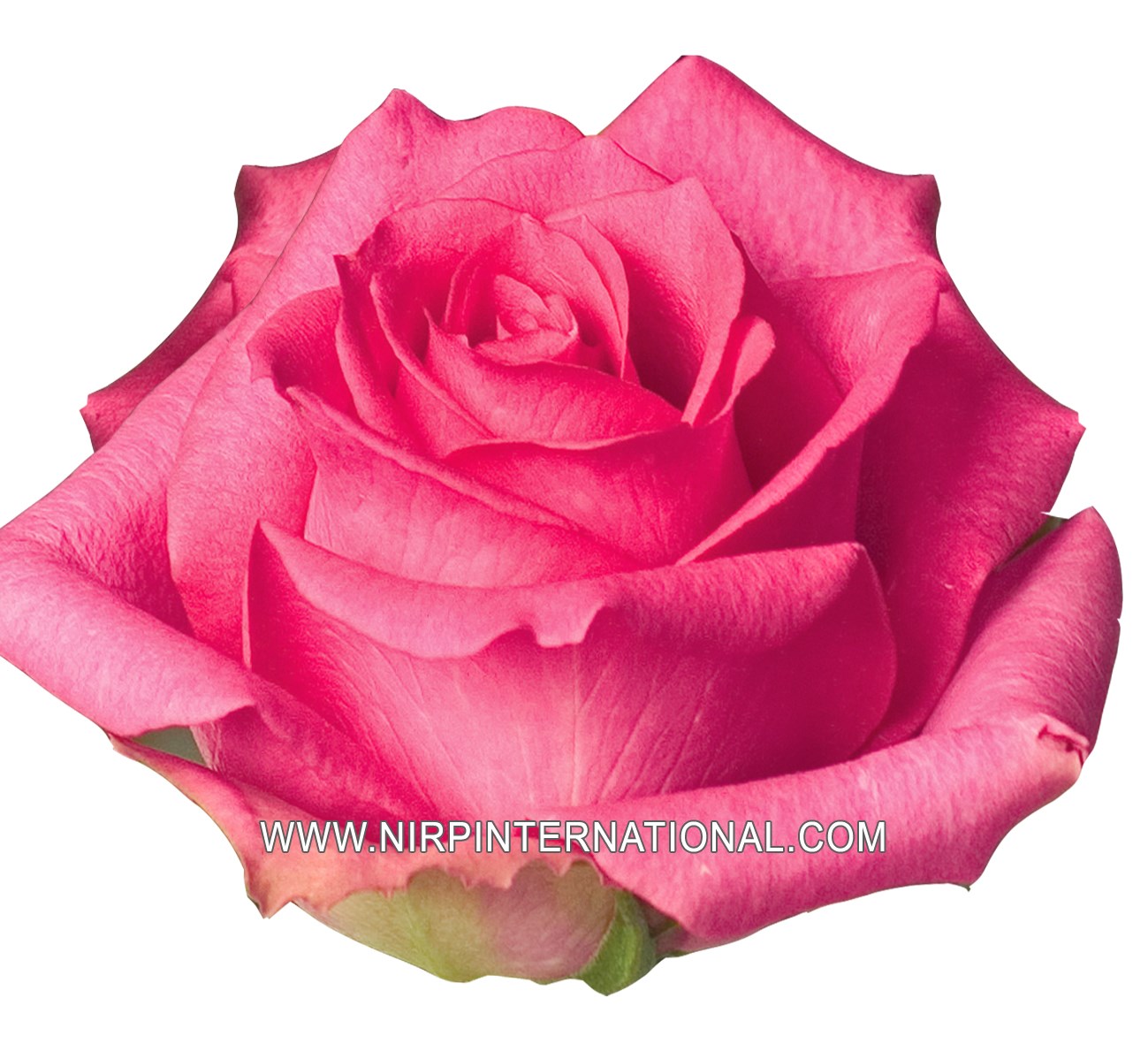 SHOCKING VERSILIA® - Nirp