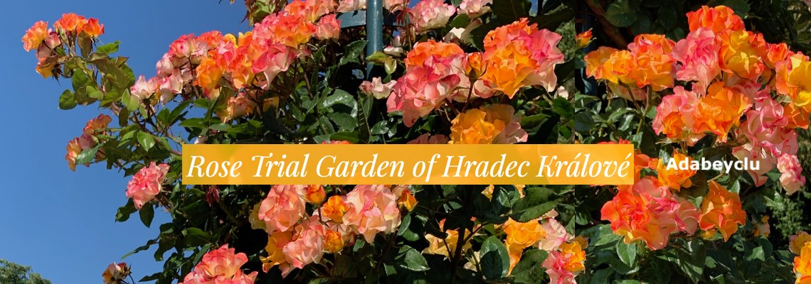 ROSE TRIAL H. Králové 2019 - NIRP