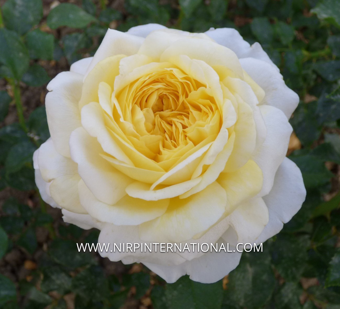 ROSE DE BRETAGNE® - Nirp