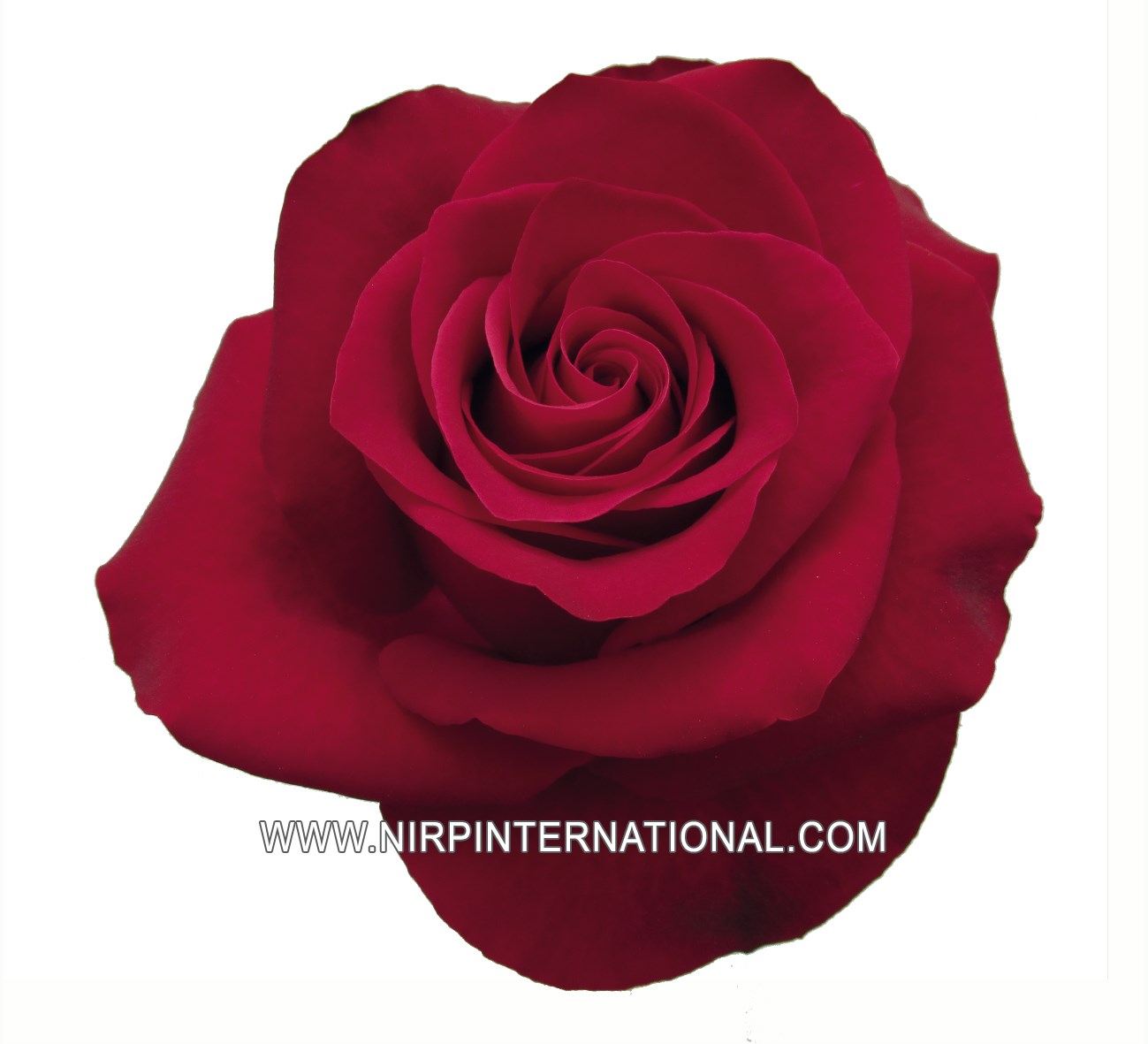 CABERNET® CHINA - Nirp