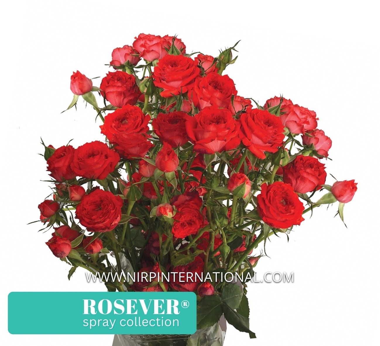CANDY ROSEVER® - Nirp
