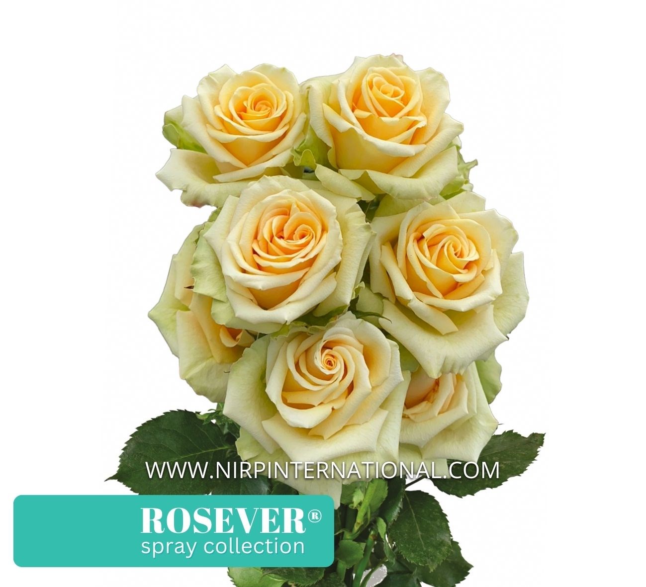 CREAM ROSEVER® - Nirp