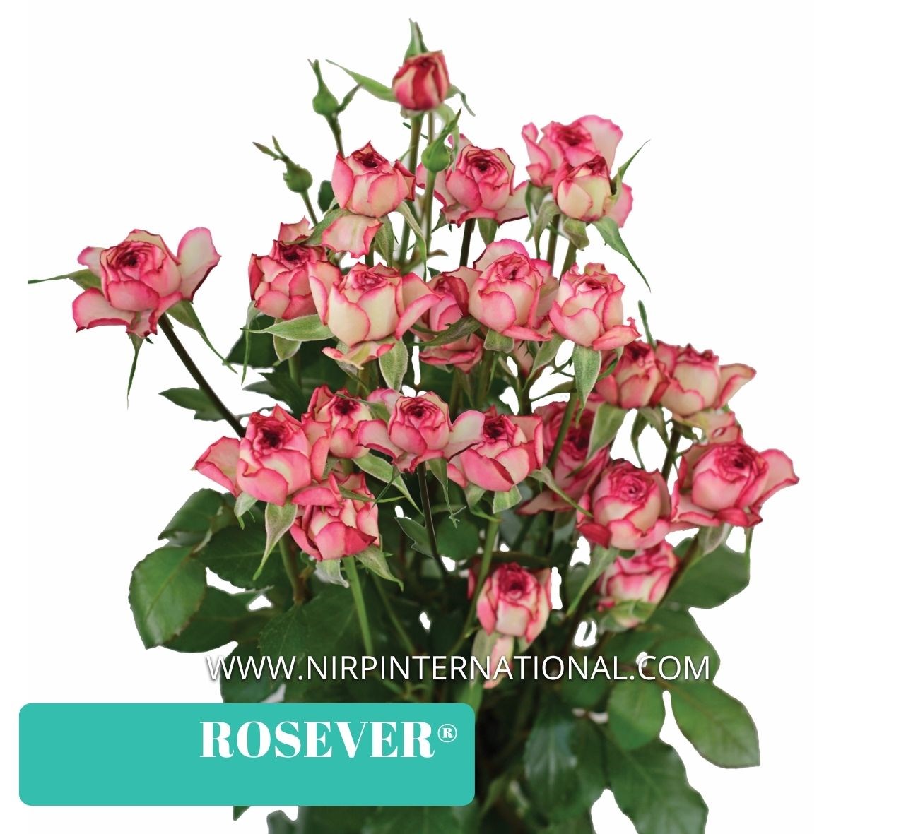 LAMINUETTE ROSEVER® - Nirp