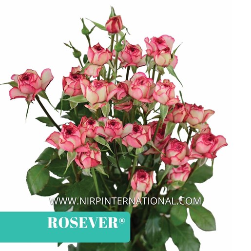 LAMINUETTE ROSEVER® - Nirp