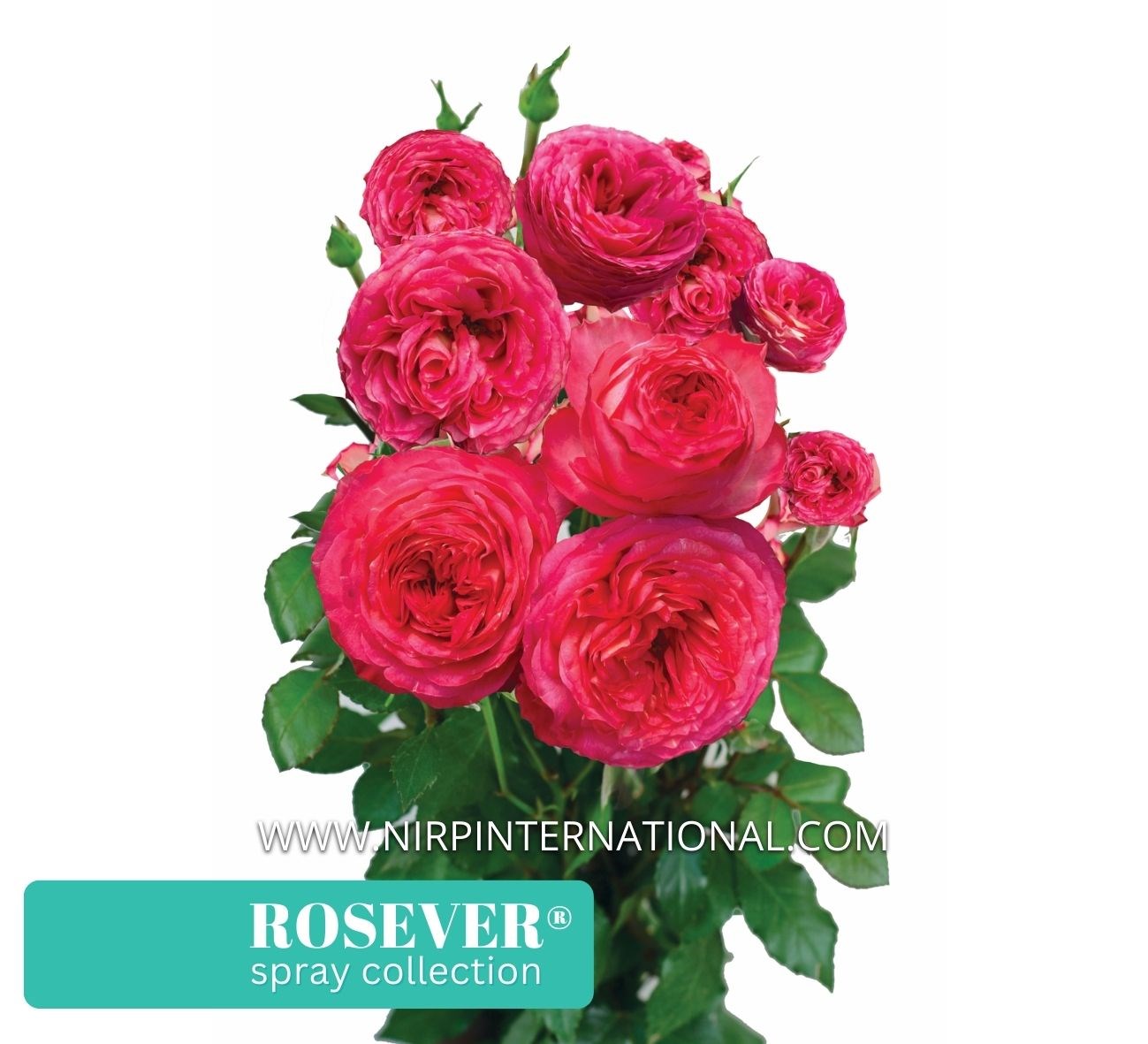 MAJESTIC ROSEVER® - Nirp