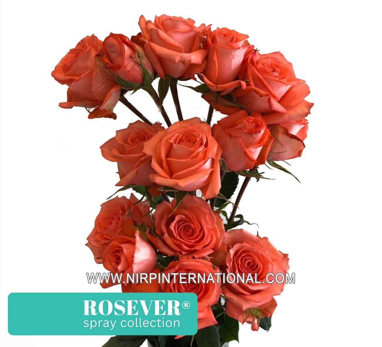 ORANGE ROSEVER® - Nirp
