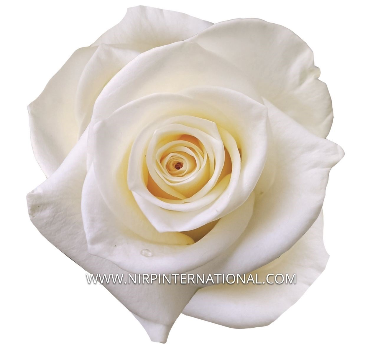 QUITE WHITE® - Nirp