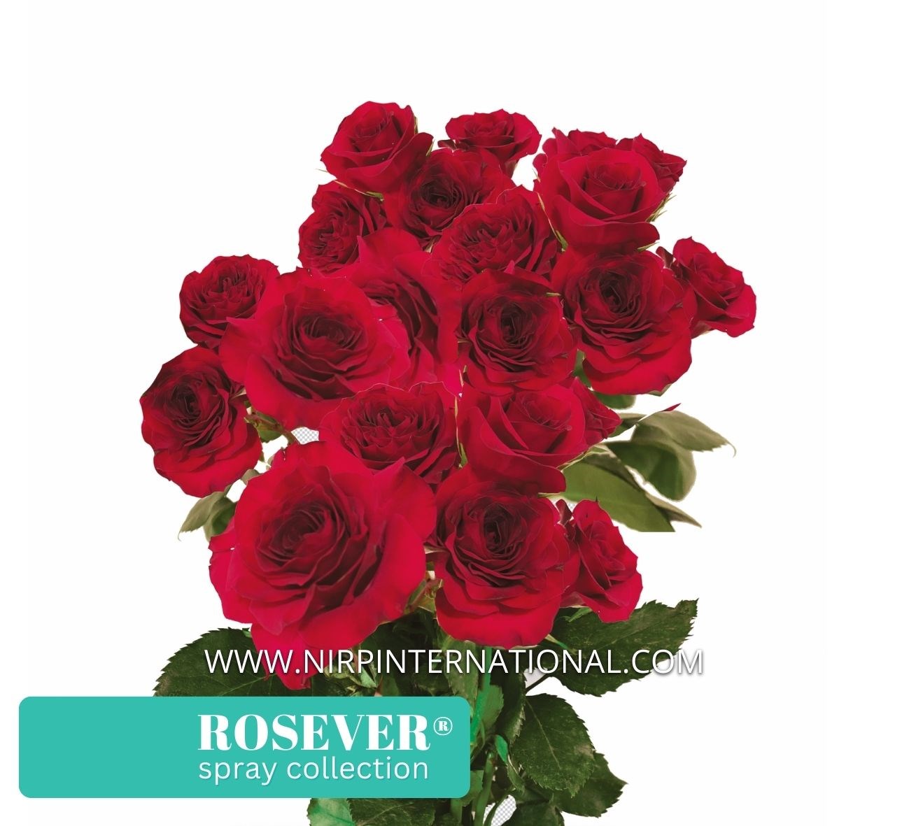 RED POP ROSEVER® - Nirp