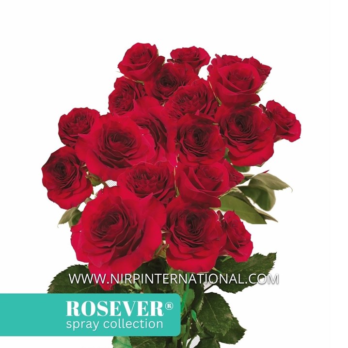 NIRP - assortment of our cut rose varieties