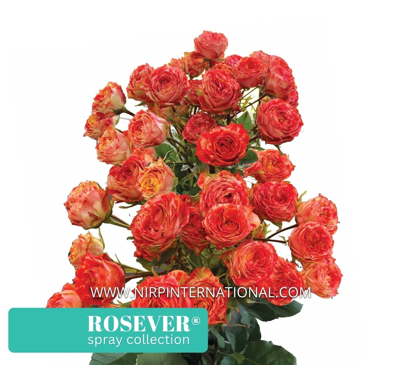 RUMBA ROSEVER® - Nirp