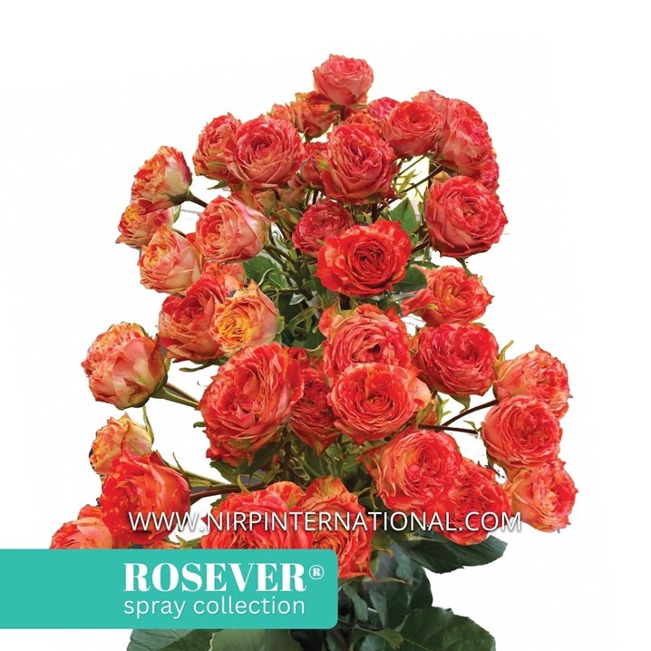 NIRP - assortment of our cut rose varieties