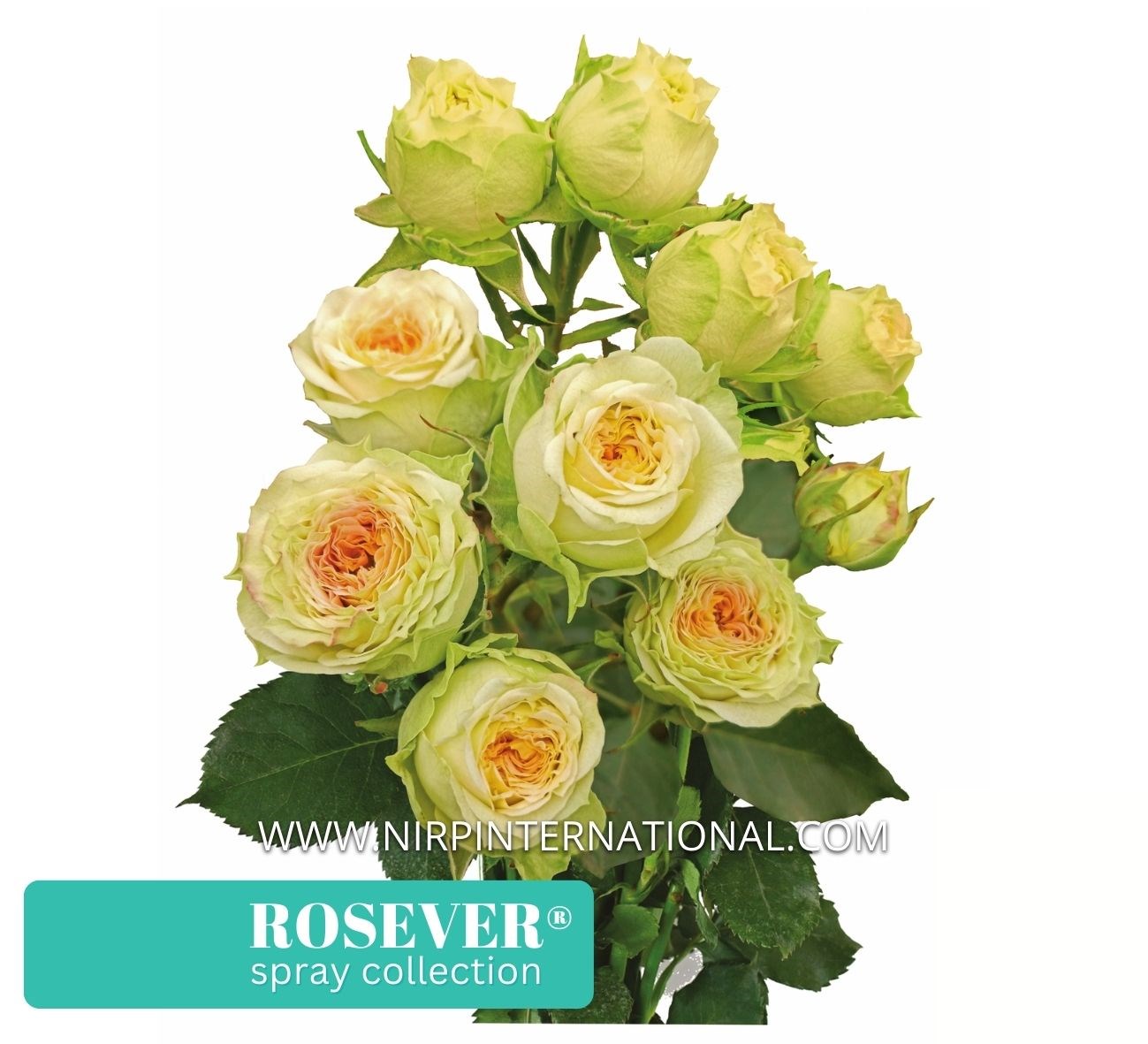 SUNSET ROSEVER® - Nirp