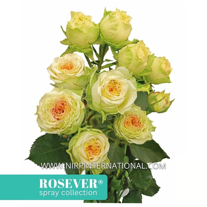 NIRP - assortment of our cut rose varieties