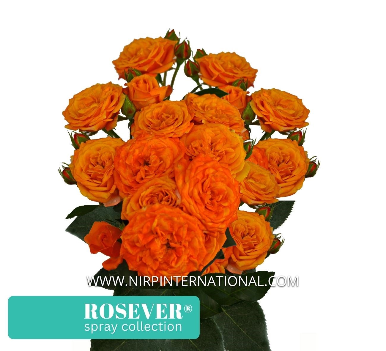 TANGERINE ROSEVER® - Nirp