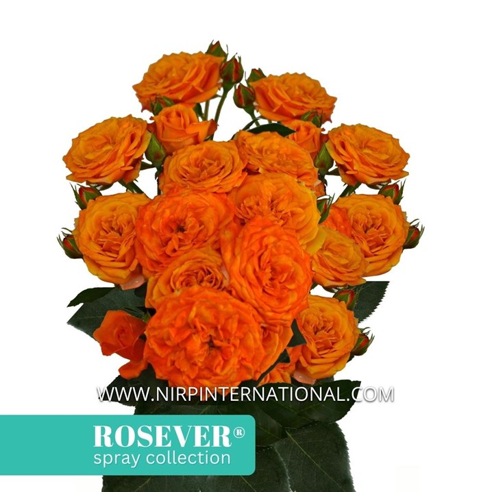 NIRP - assortment of our cut rose varieties