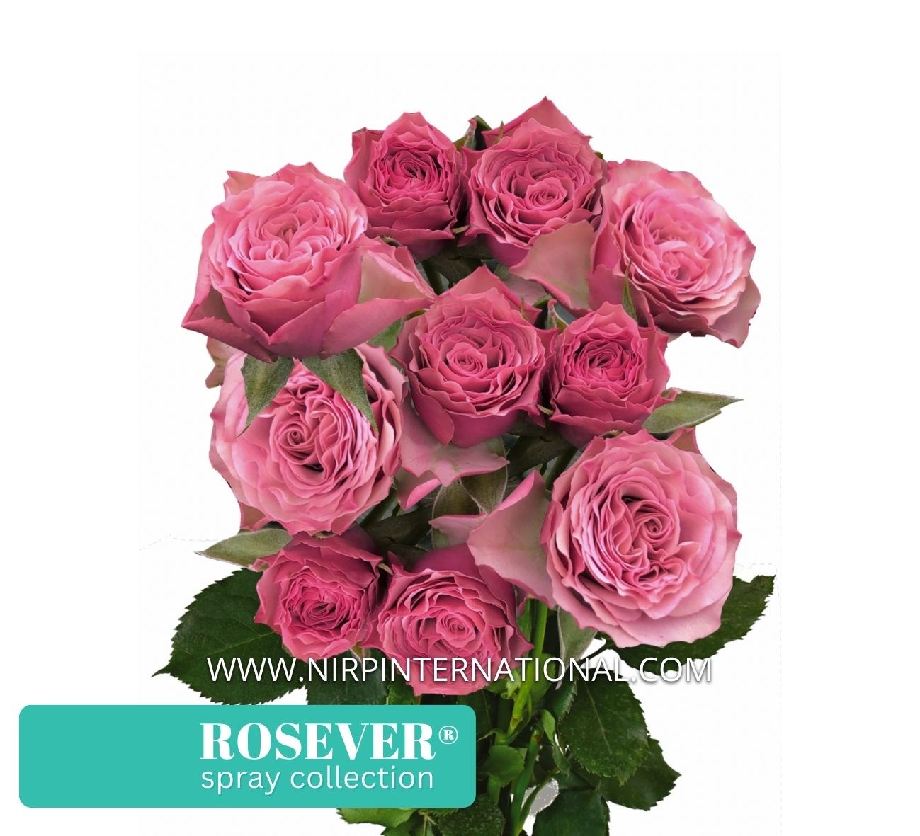 VINTAGE ROSEVER® - Nirp