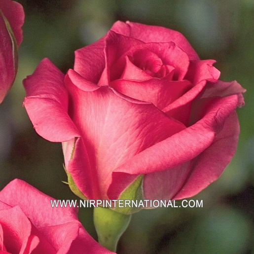 SHOCKING VERSILIA® - Nirp