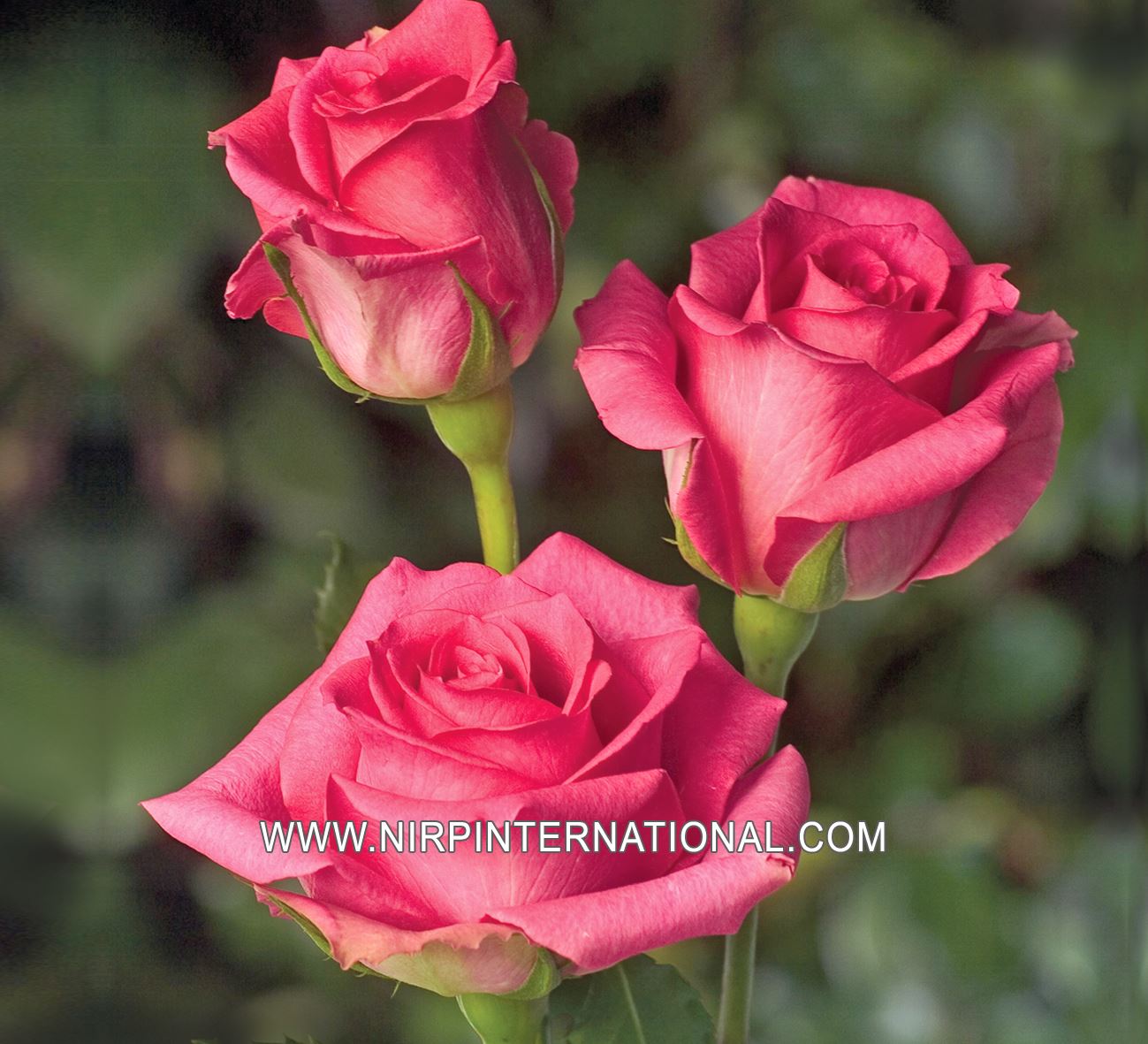 SHOCKING VERSILIA® - Nirp