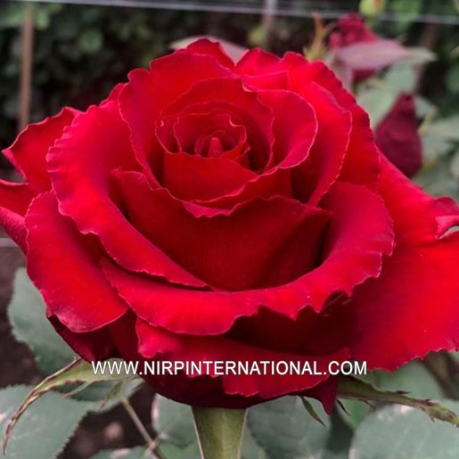 INDEPENDENCE® - Nirp