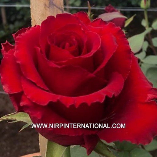 INDEPENDENCE® - Nirp