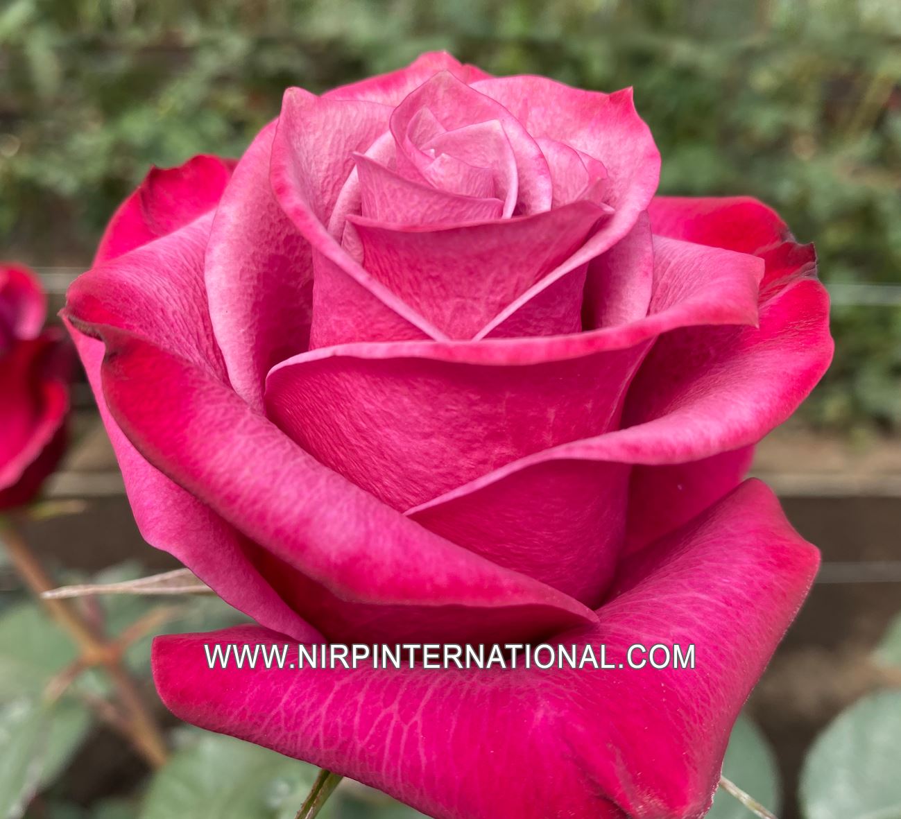 PURPLE BREEZE® - Nirp