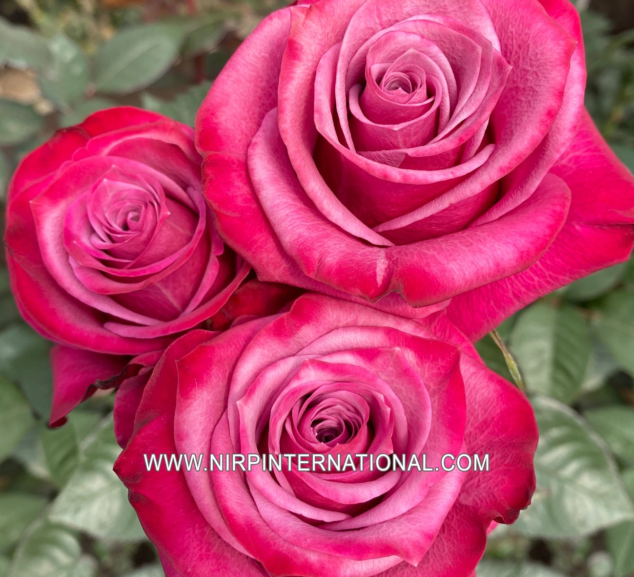 PURPLE BREEZE® - Nirp