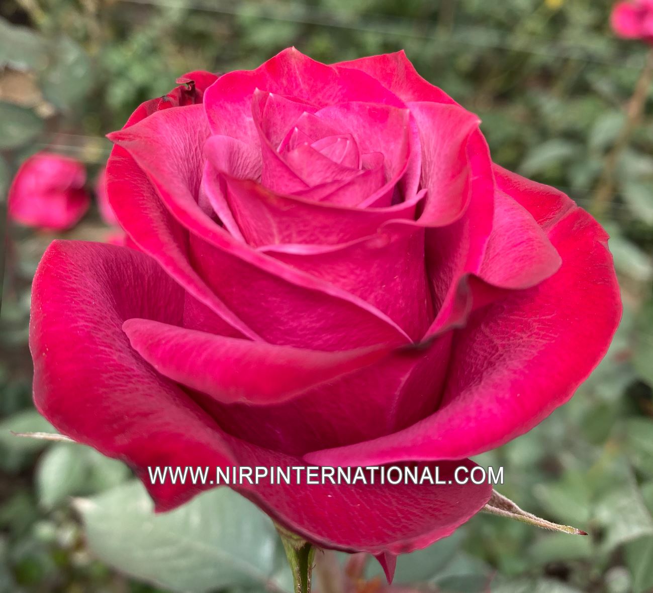 PURPLE BREEZE® - Nirp